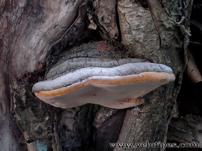 Phellinus igniarius, arinakääpä @ Natural Fungi in Finland