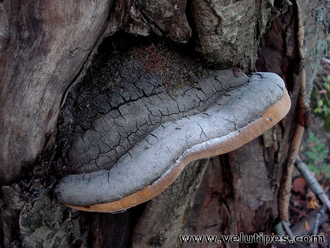 Phellinus igniarius, arinakääpä @ Natural Fungi in Finland