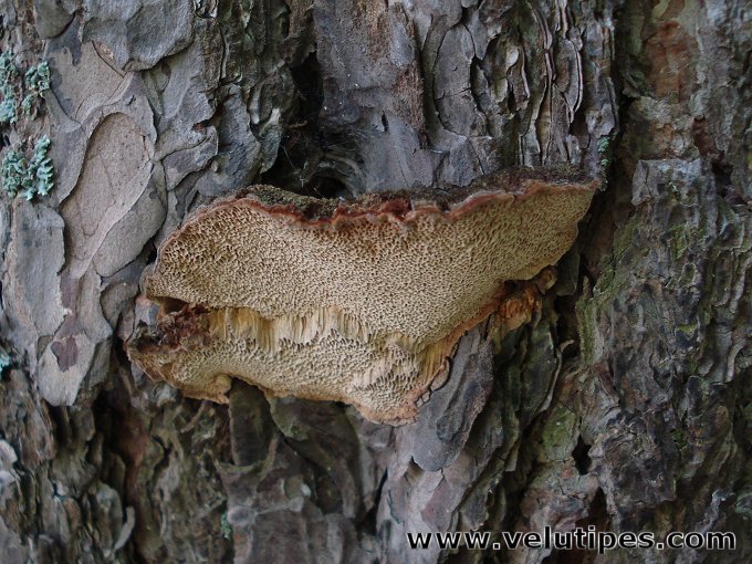 Phellinus pini, männynkääpä @ Natural Fungi in Finland