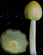 Bolbitius titubans @ Mushroom Space