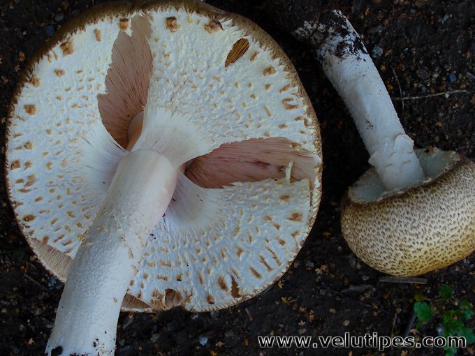 Agaricus augustus, upeaherkkusieni @ Natural Fungi in Finland