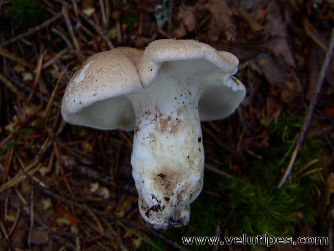 Albatrellus ovinus, lampaankääpä @ Natural Fungi in Finland