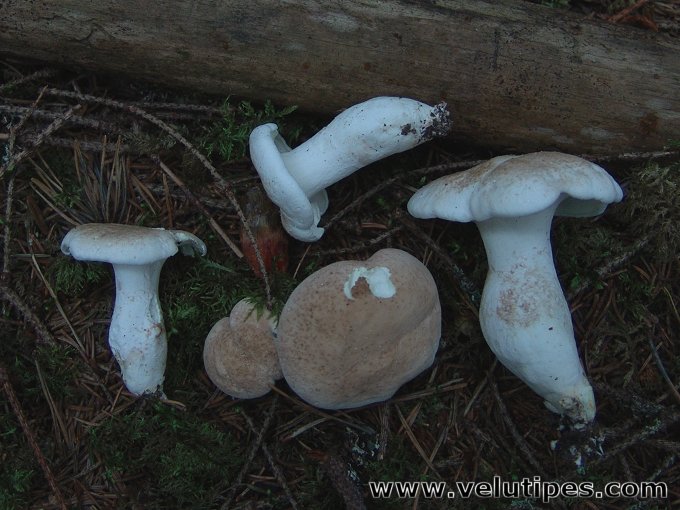 Albatrellus ovinus, lampaankääpä @ Natural Fungi in Finland