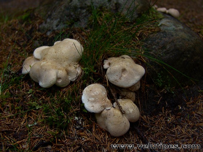 Albatrellus ovinus, lampaankääpä @ Natural Fungi in Finland