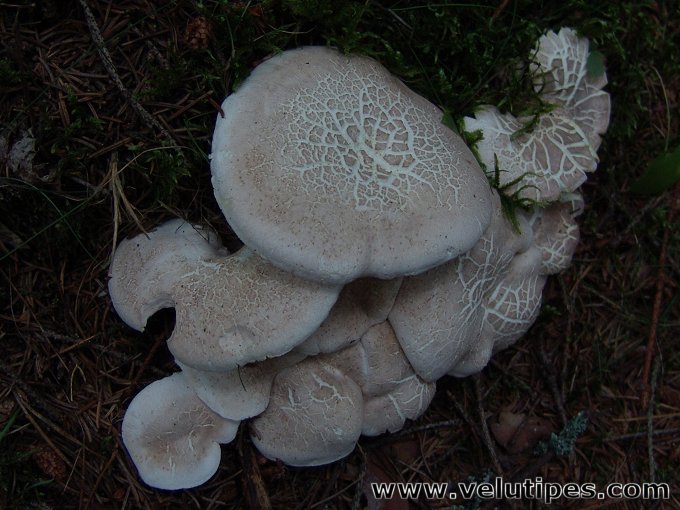 Albatrellus ovinus, lampaankääpä @ Natural Fungi in Finland