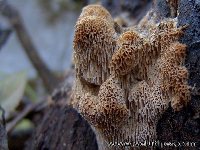 Antrodia albida - Alchetron, The Free Social Encyclopedia