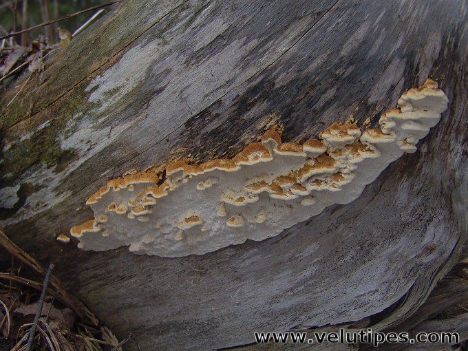 Antrodia serialis, rivikääpä @ Natural Fungi in Finland