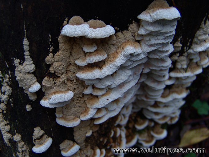 Antrodia serialis, rivikääpä @ Natural Fungi in Finland