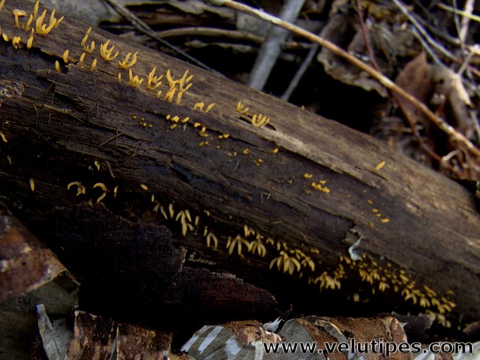 Calocera cornea, pikkusarvikka @ Natural Fungi in Finland