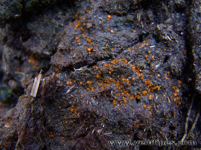 Cheilymenia granulata, sittamaljakas @ Natural Fungi in Finland
