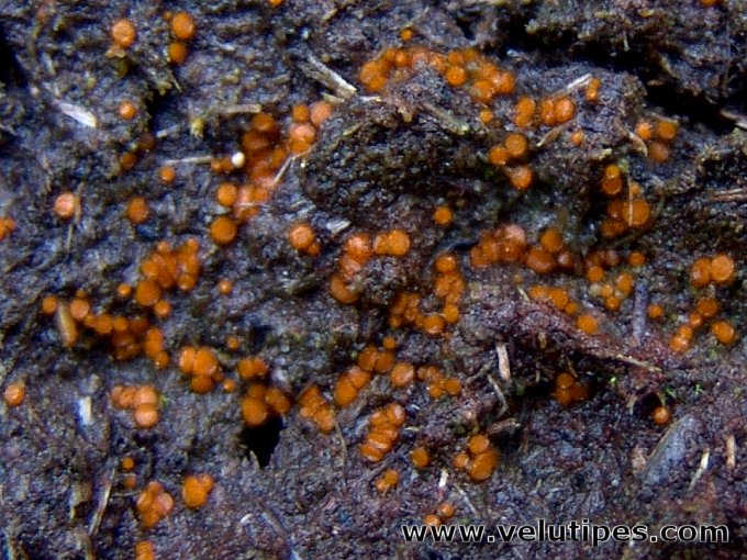 Cheilymenia granulata, sittamaljakas @ Natural Fungi in Finland