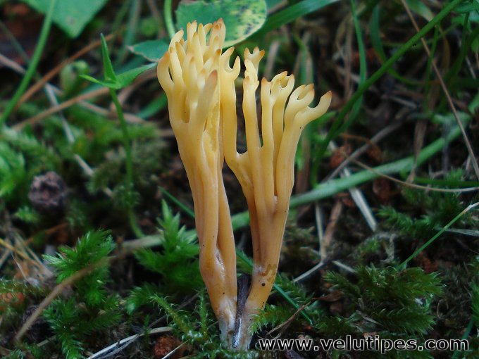 Clavulinopsis corniculata, niittyhaarakas @ Natural Fungi in Finland