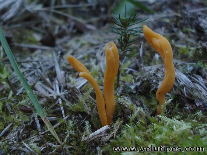 Clavulinopsis sp. @ Natural Fungi in Finland
