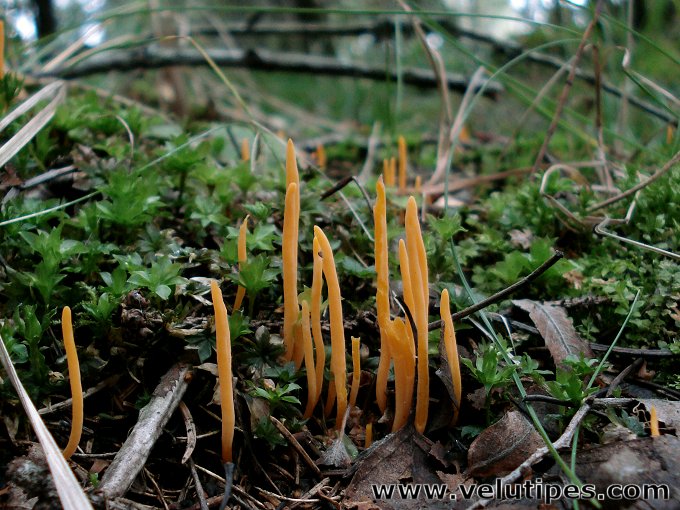 Clavulinopsis sp. @ Natural Fungi in Finland