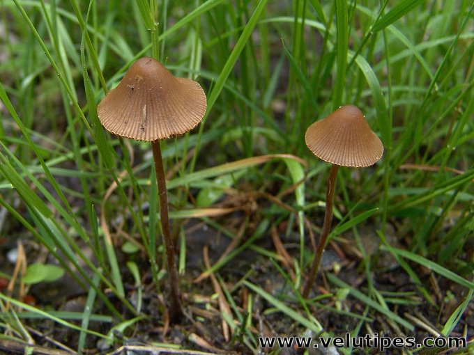 Conocybe sp. kuupikka @ Natural Fungi in Finland