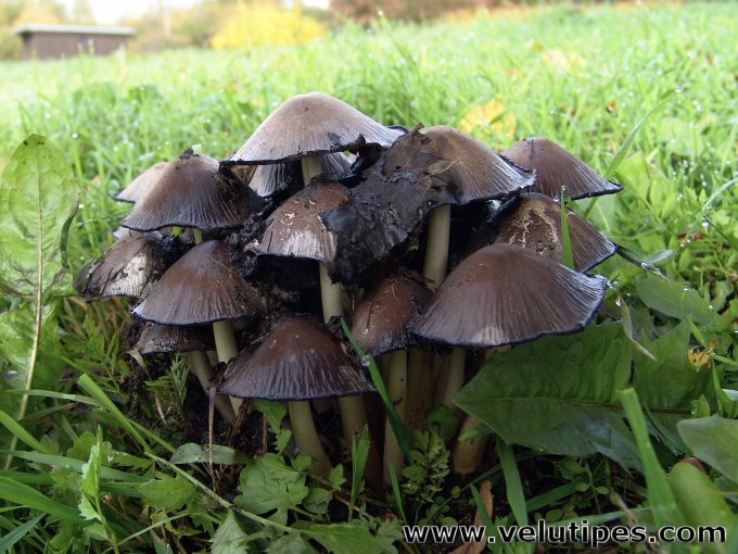 Coprinopsis atramentaria, harmaamustesieni @ Natural Fungi in Finland