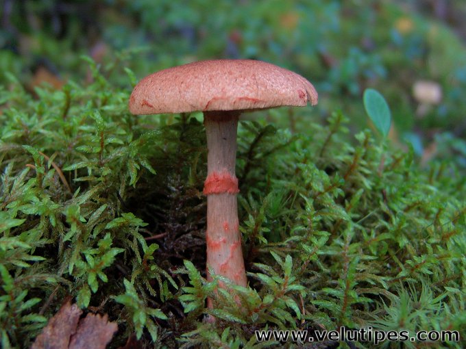 Cortinarius armillatus, punavyöseitikki @ Natural Fungi in Finland
