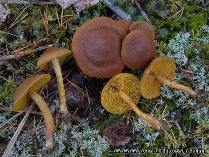 Cortinarius croceus, keltahelttaseitikki @ Natural Fungi in Finland