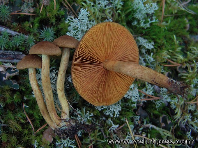 Cortinarius croceus, keltahelttaseitikki @ Natural Fungi in Finland
