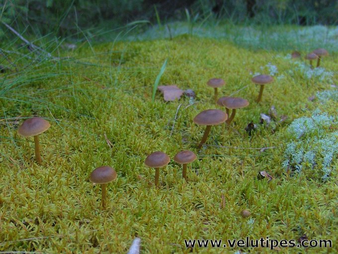 Cortinarius croceus, keltahelttaseitikki @ Natural Fungi in Finland