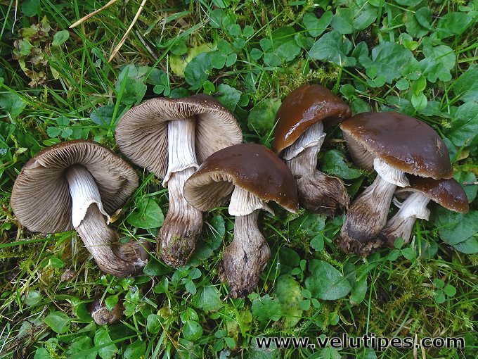 Cyclocybe erebia, tummapiennarsieni @ Natural Fungi in Finland