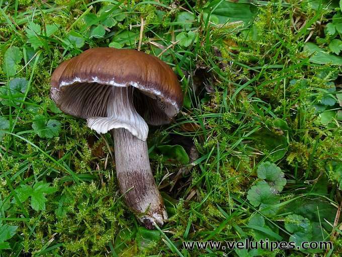 Cyclocybe erebia, tummapiennarsieni @ Natural Fungi in Finland
