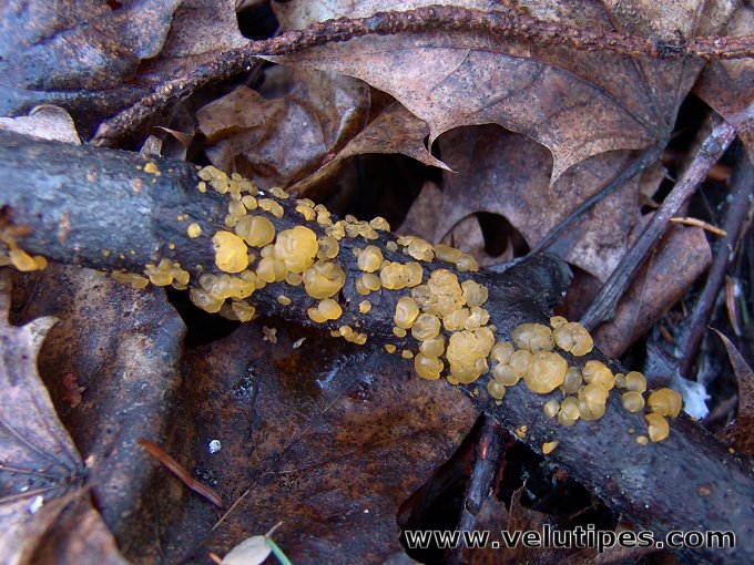 Dacrymyces sp, tipakka @ Natural Fungi in Finland
