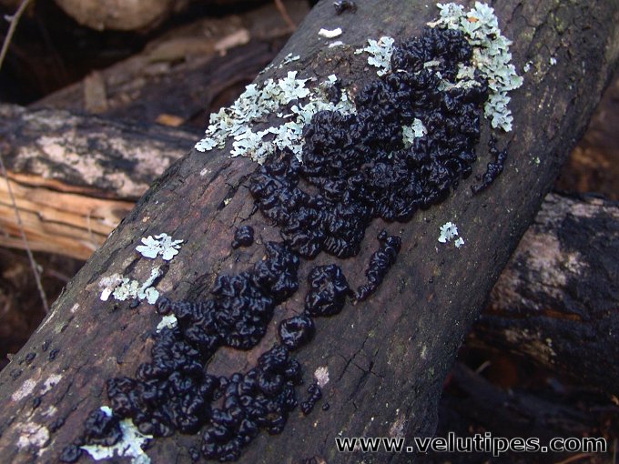 Exidia glandulosa, nystyhytykkä @ Natural Fungi in Finland