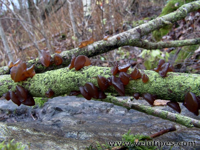 Exidia recisa, pajuhytykkä @ Natural Fungi in Finland