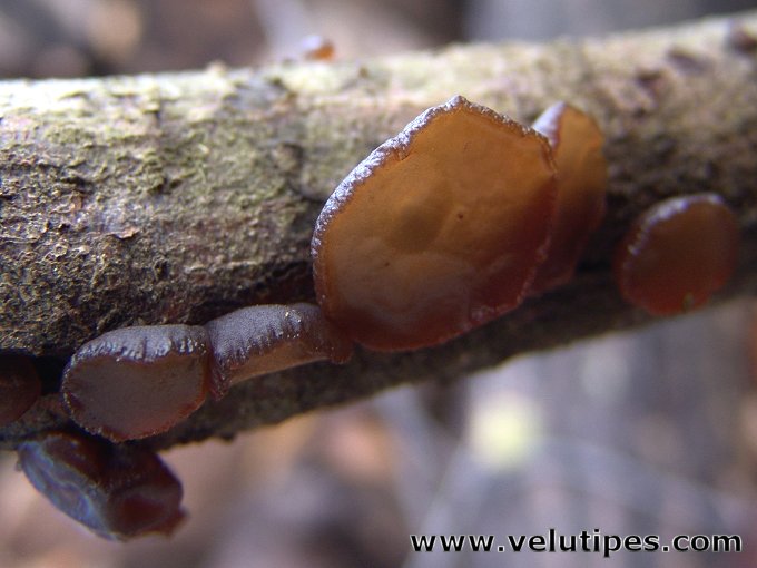 Exidia recisa, pajuhytykkä @ Natural Fungi in Finland