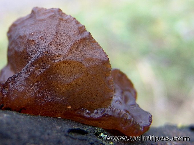 Exidia recisa, pajuhytykkä @ Natural Fungi in Finland