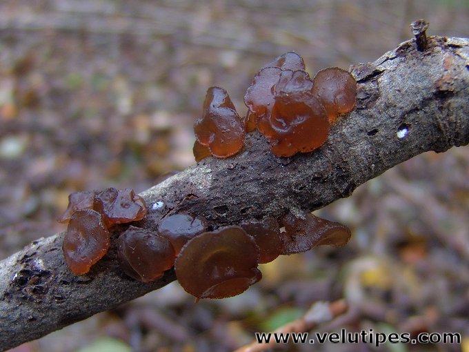 Exidia recisa, pajuhytykkä @ Natural Fungi in Finland