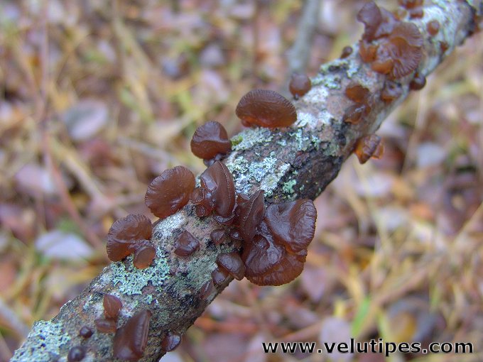 Exidia recisa, pajuhytykkä @ Natural Fungi in Finland