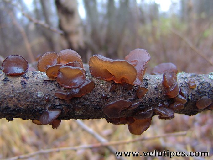 Exidia recisa, pajuhytykkä @ Natural Fungi in Finland