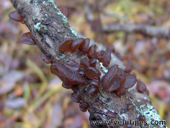 Exidia recisa, pajuhytykkä @ Natural Fungi in Finland