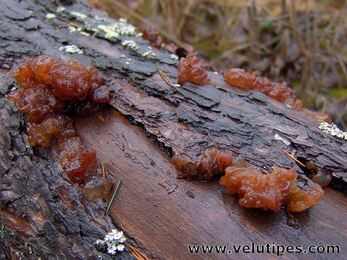 Exidia saccharina, mäntyhytykkä @ Natural Fungi in Finland