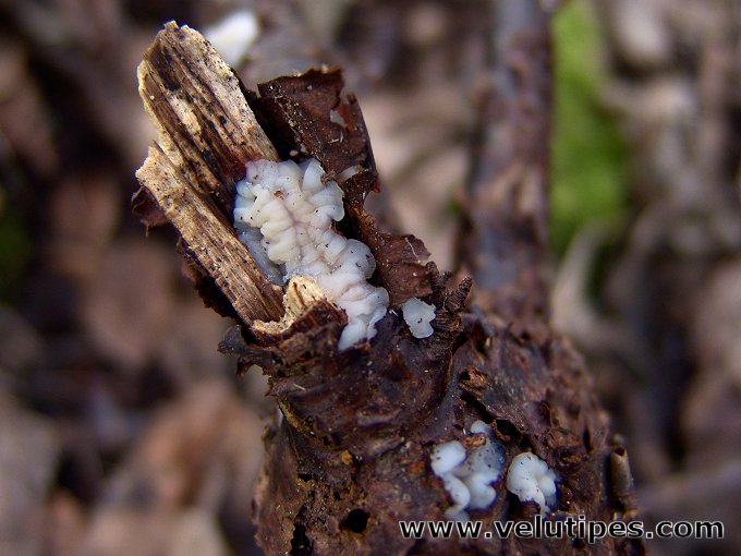Exidia thuretiana, opaalihytykkä @ Natural Fungi in Finland