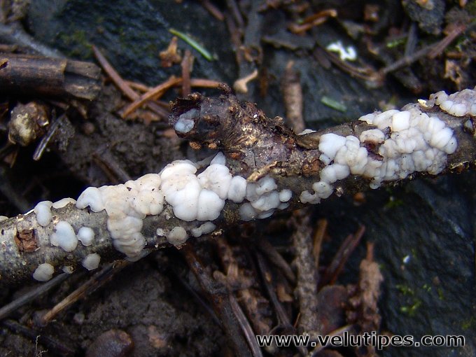 Exidia thuretiana, opaalihytykkä @ Natural Fungi in Finland