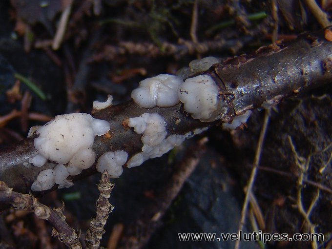 Exidia thuretiana, opaalihytykkä @ Natural Fungi in Finland