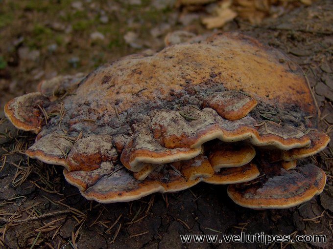 Fomitopsis pinicola, kantokääpä @ Natural Fungi in Finland