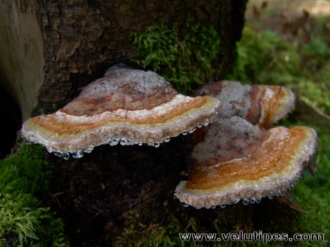 Fomitopsis pinicola, kantokääpä @ Natural Fungi in Finland
