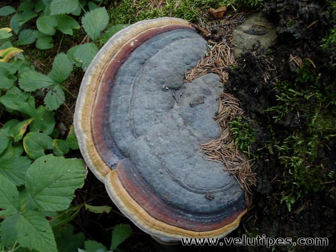 Fomitopsis pinicola, kantokääpä @ Natural Fungi in Finland