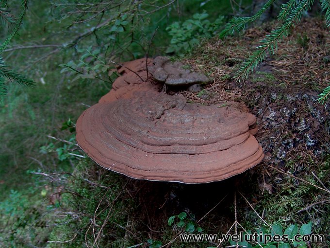 Ganoderma applanatum, lattakääpä @ Natural Fungi in Finland