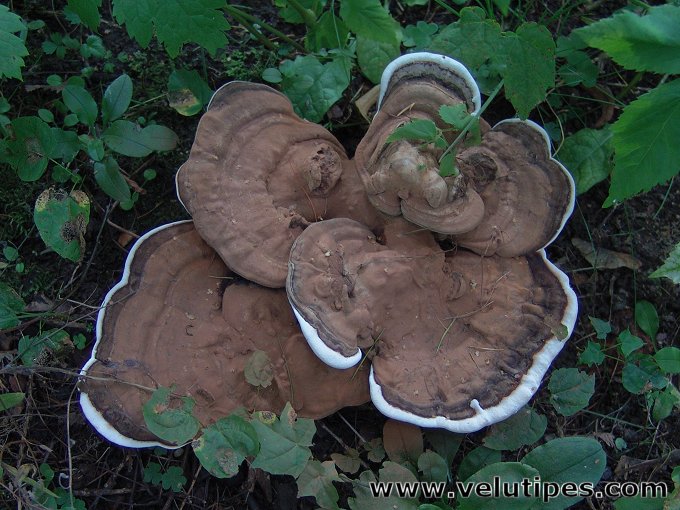 Ganoderma applanatum, lattakääpä @ Natural Fungi in Finland