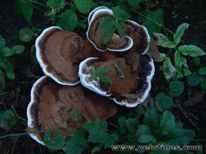 Ganoderma applanatum, lattakääpä @ Natural Fungi in Finland