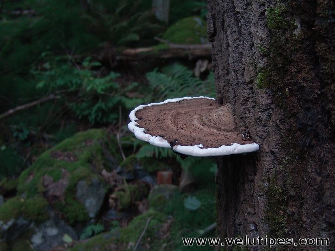 Ganoderma applanatum, lattakääpä @ Natural Fungi in Finland