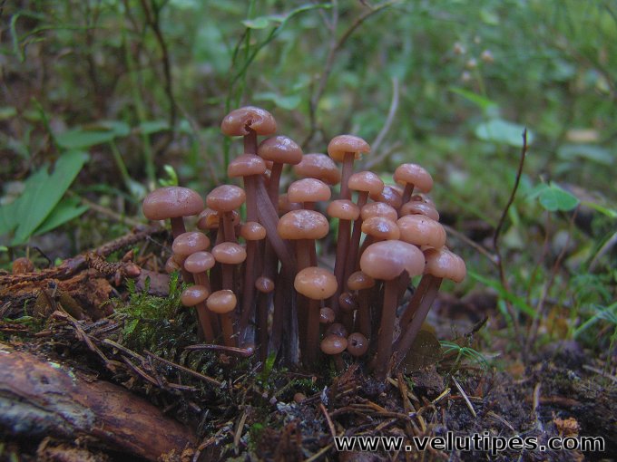 Gymnopus acervatus, kimppujuurekas @ Natural Fungi in Finland