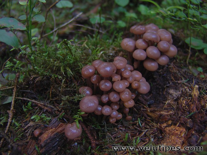 Gymnopus acervatus, kimppujuurekas @ Natural Fungi in Finland