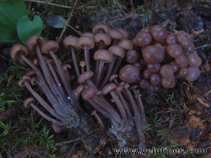Gymnopus acervatus, kimppujuurekas @ Natural Fungi in Finland