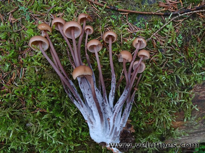 Gymnopus acervatus, kimppujuurekas @ Natural Fungi in Finland